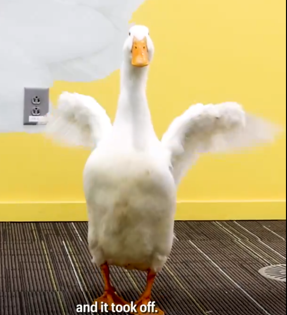 What does a Duck know about insurance?